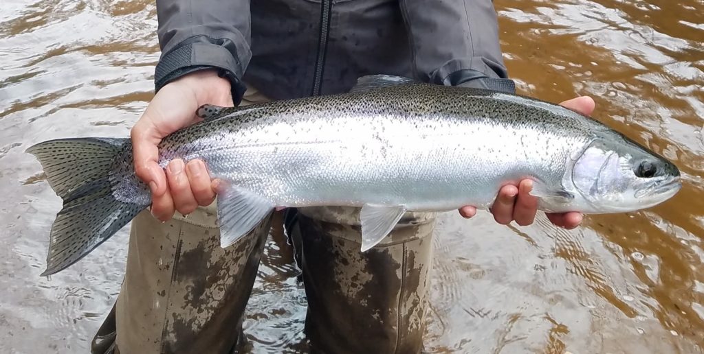 Bright Brule River Steelhead - Namebini